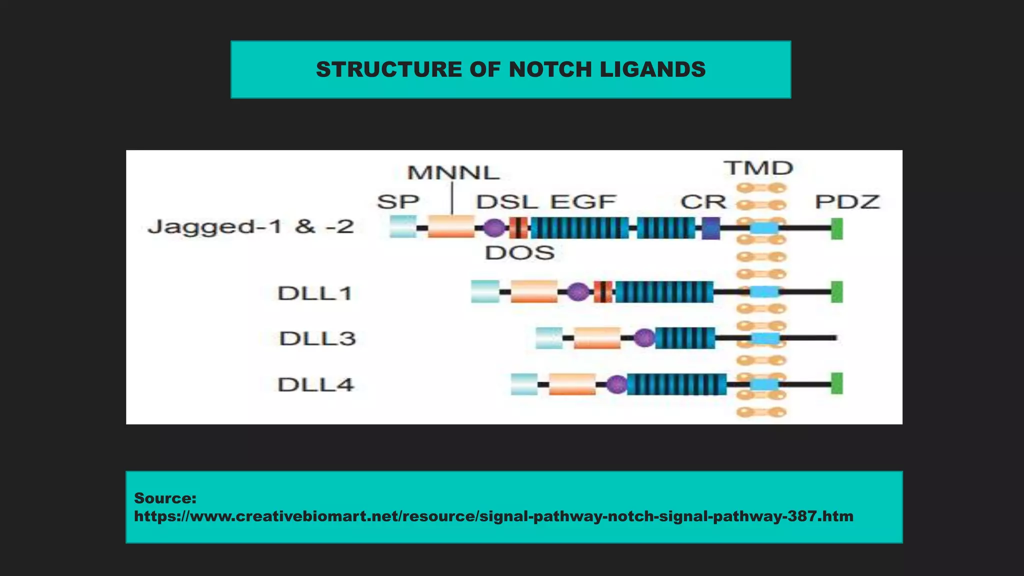 Notch signalling pathway.pptx