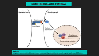 Notch signalling pathway.pptx
