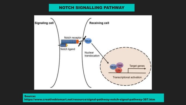Notch signalling pathway.pptx | Biological Sciences | Science