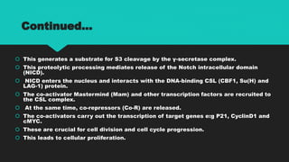 Notch signalling pathway.pptx