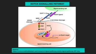 Notch signalling pathway.pptx