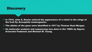 Notch signalling pathway.pptx