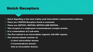 Notch signalling pathway.pptx