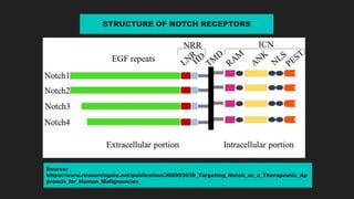 Notch signalling pathway.pptx