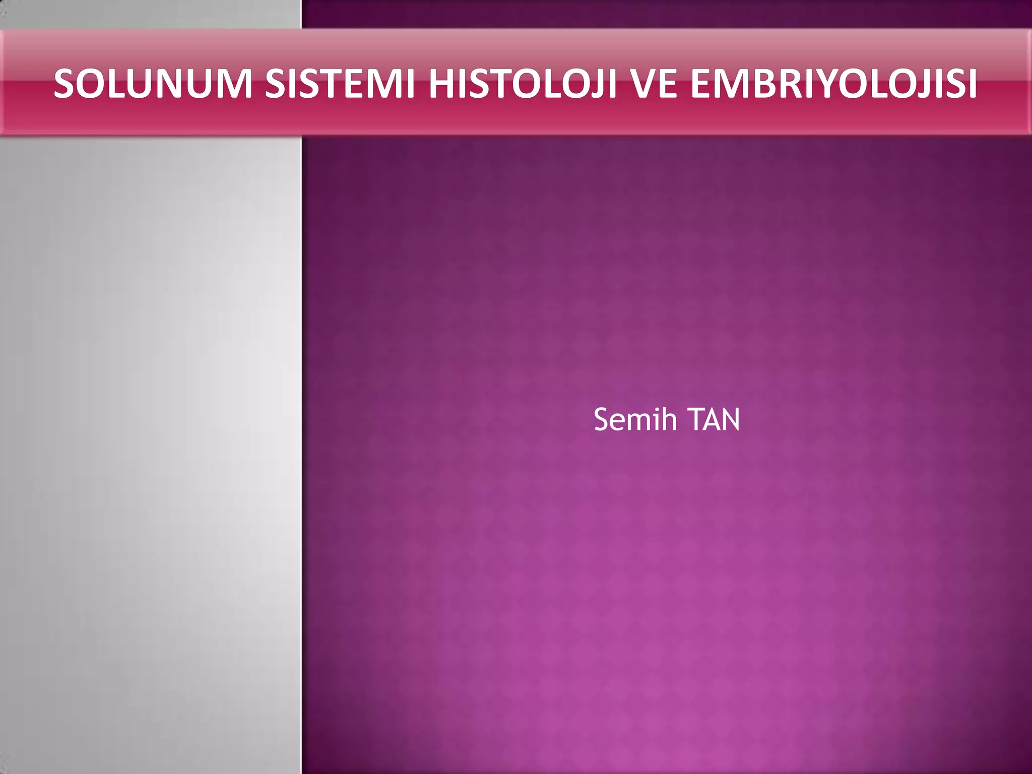 Solunum Sistemi Embriyolojisi, Nazal kavite, paranazal sinus ...