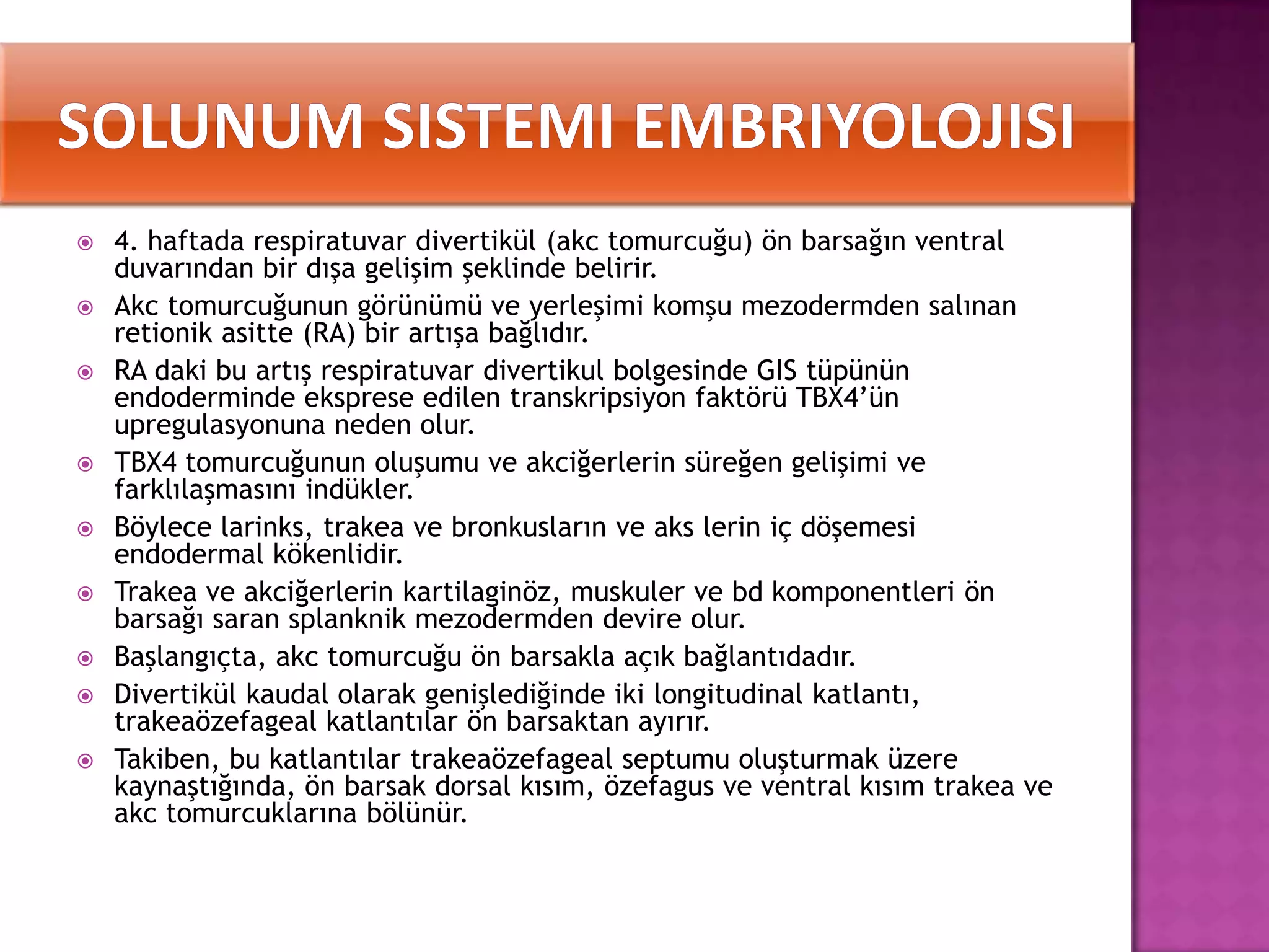 Solunum Sistemi Embriyolojisi, Nazal kavite, paranazal sinus ...