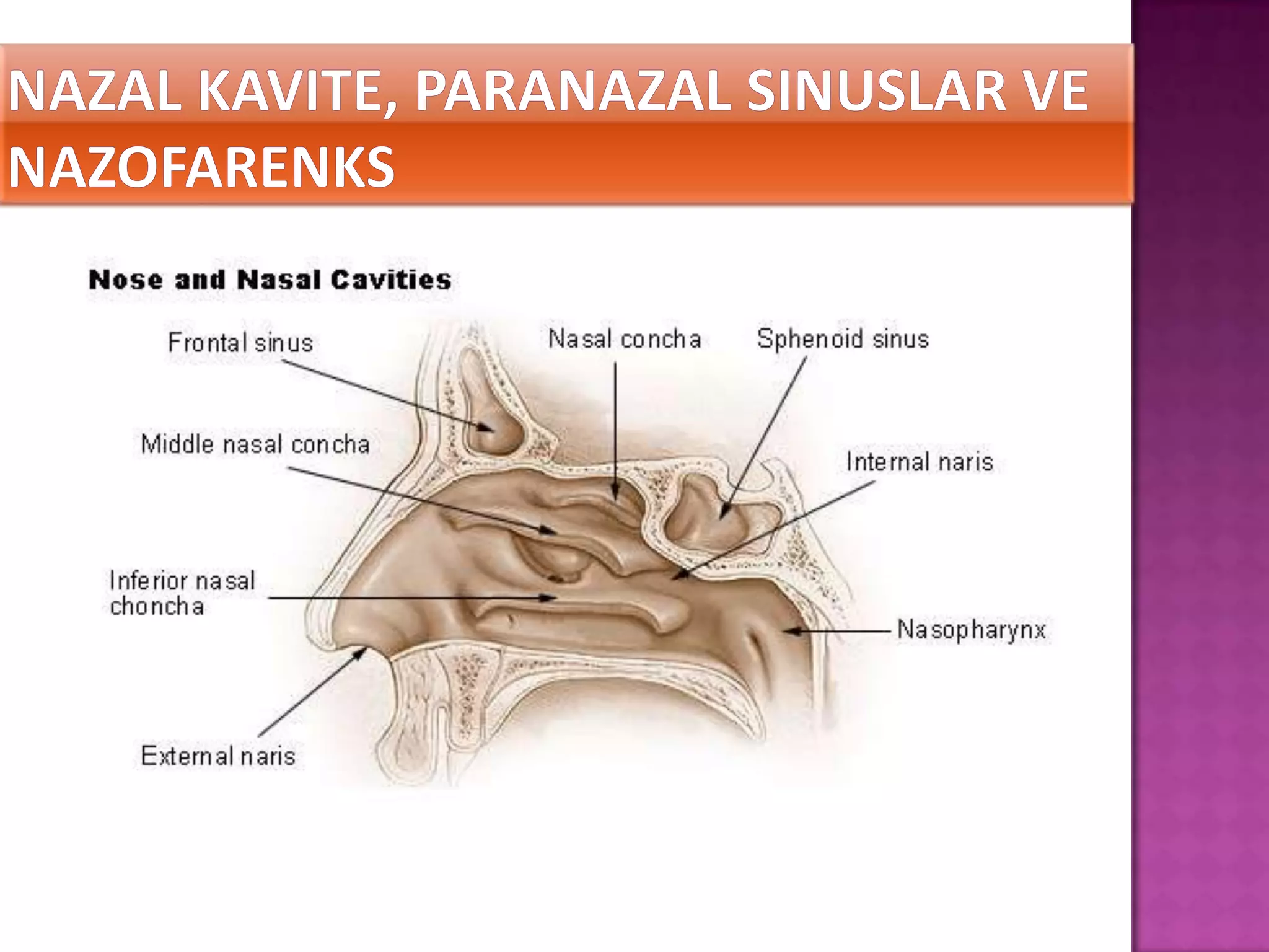 Solunum Sistemi Embriyolojisi, Nazal kavite, paranazal sinus ...