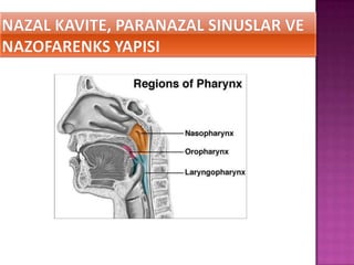 Solunum Sistemi Embriyolojisi, Nazal kavite, paranazal sinus ...