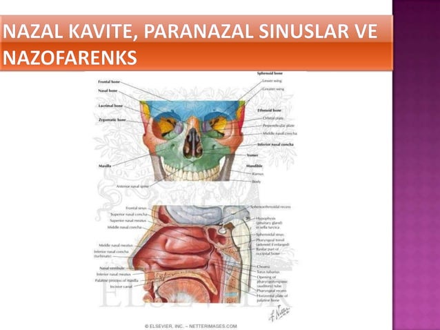 Solunum Sistemi Embriyolojisi, Nazal kavite, paranazal sinus ...