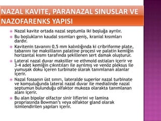 Solunum Sistemi Embriyolojisi, Nazal kavite, paranazal sinus ...