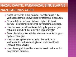 Solunum Sistemi Embriyolojisi, Nazal kavite, paranazal sinus ...