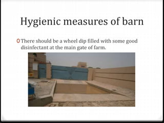 Cleaning and sanitization of dairy barn | PPTX