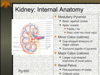 Organs of abdomen | PPT