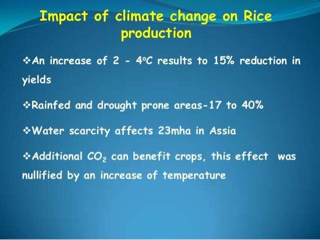 Impact of climate change on rice production