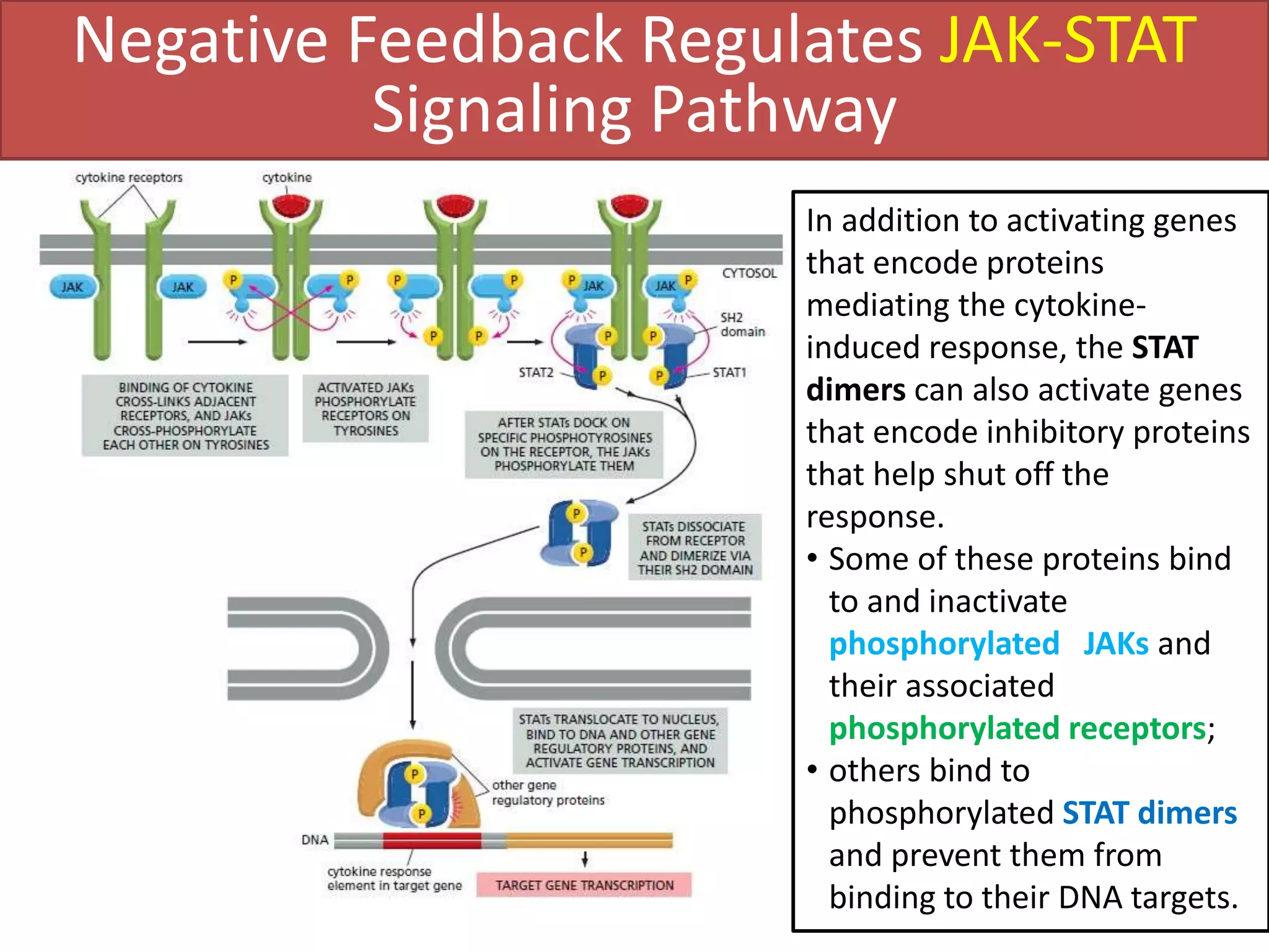 Negative & Positive Feedback in Cell Signaling | PPTX