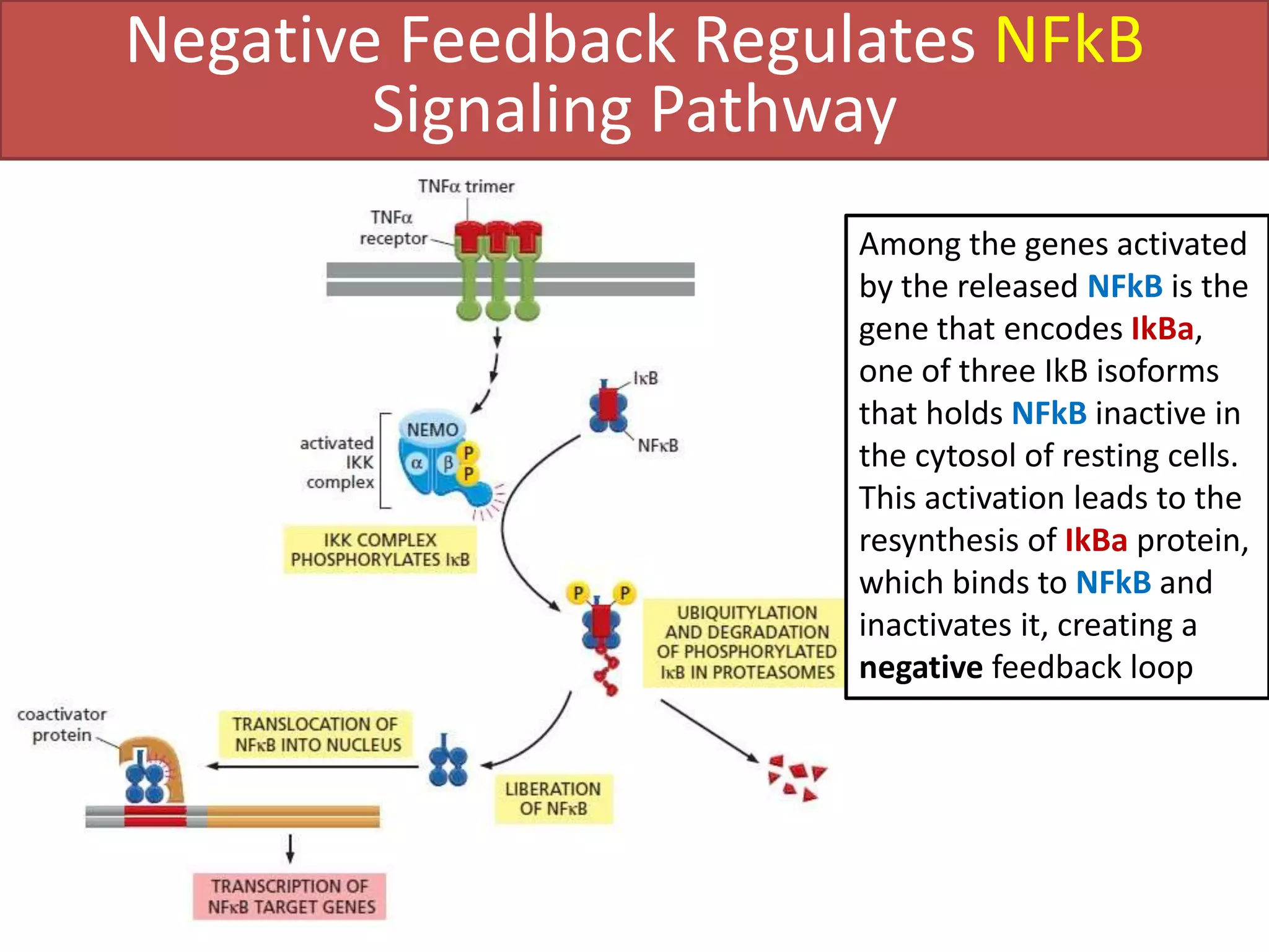 Negative & Positive Feedback in Cell Signaling | PPTX