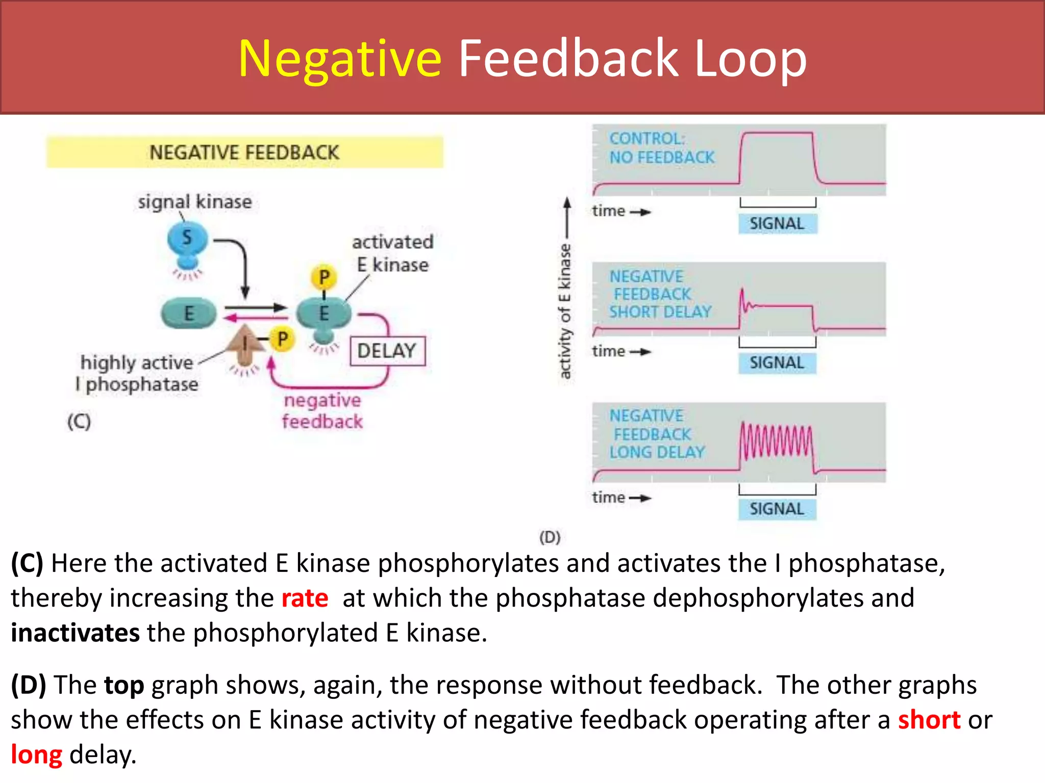 Negative & Positive Feedback in Cell Signaling | PPTX