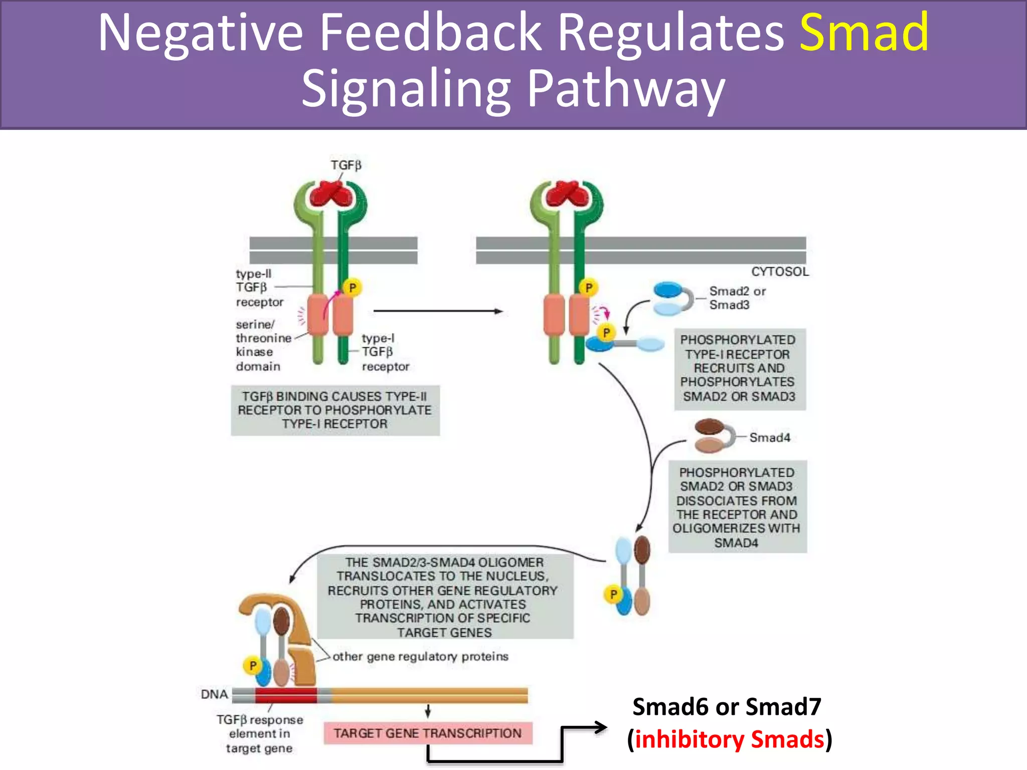 Negative & Positive Feedback in Cell Signaling | PPTX