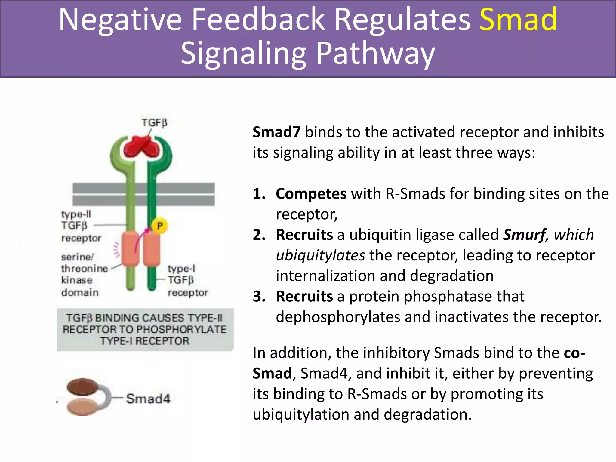 Negative & Positive Feedback in Cell Signaling | PPTX