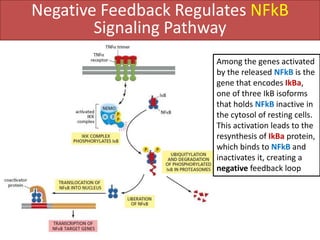Negative & Positive Feedback in Cell Signaling | PPTX