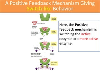 Negative & Positive Feedback in Cell Signaling | PPTX