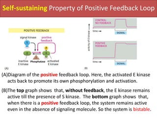 Negative & Positive Feedback in Cell Signaling | PPTX
