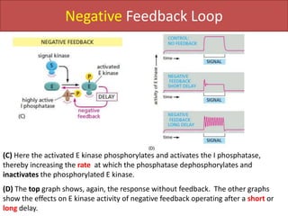 Negative & Positive Feedback in Cell Signaling | PPTX