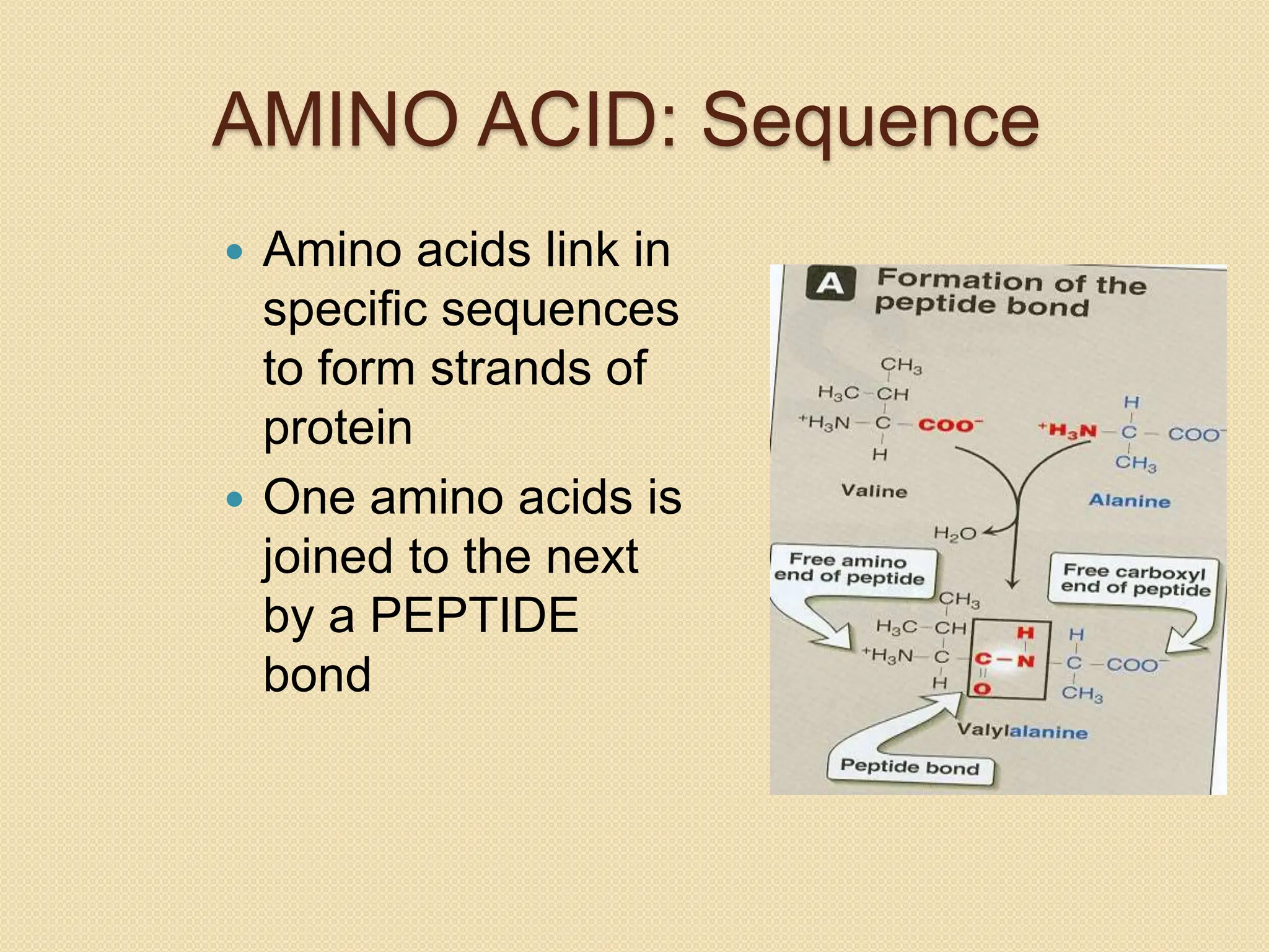 NB.ppt biochemistry of amino acid & proteins | PPT