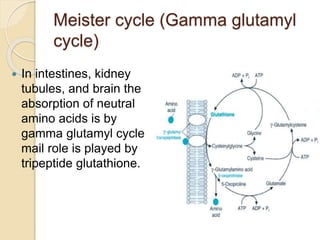 NB.ppt biochemistry of amino acid & proteins | PPT