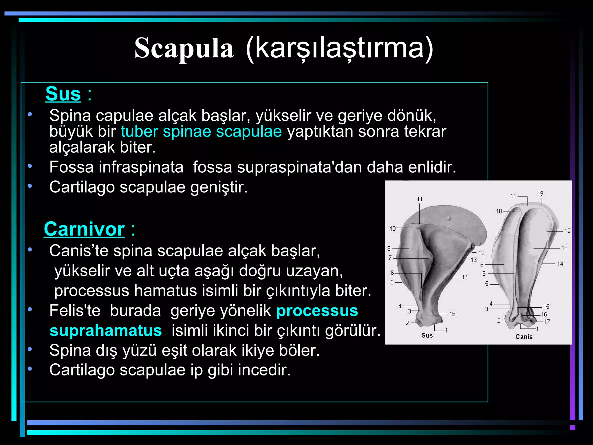 öN bacak kemikleri | PPT