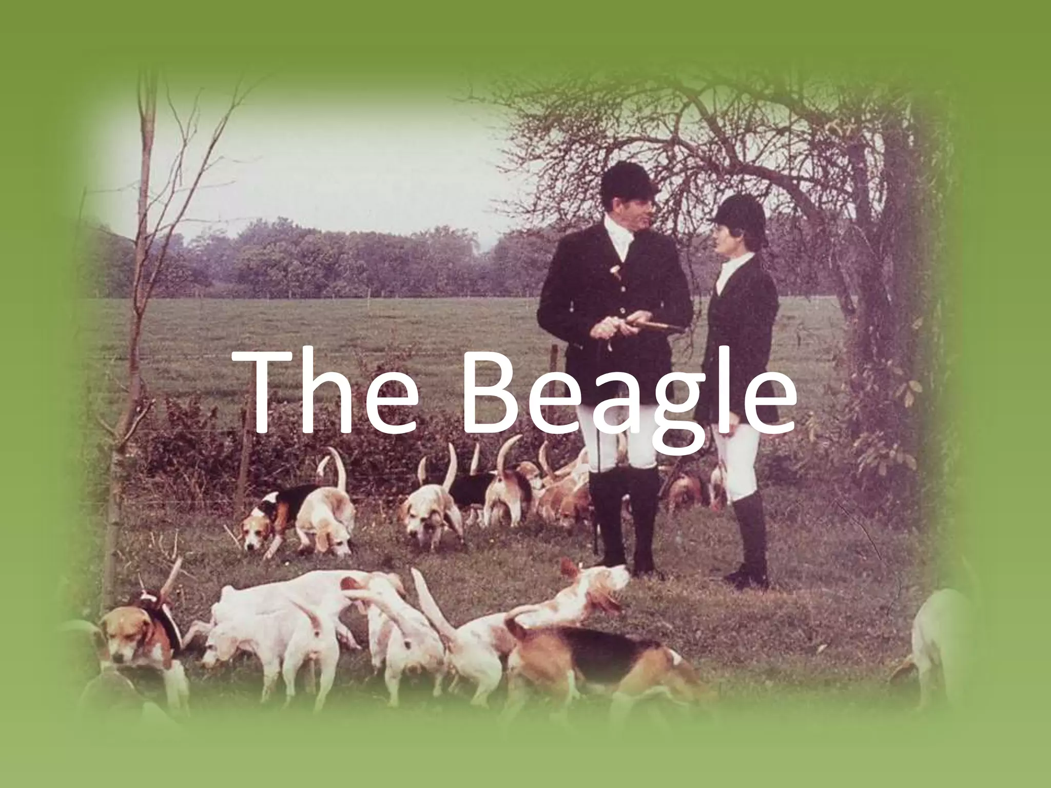 National Beagle Club Judges Education updated 2019 | PPT