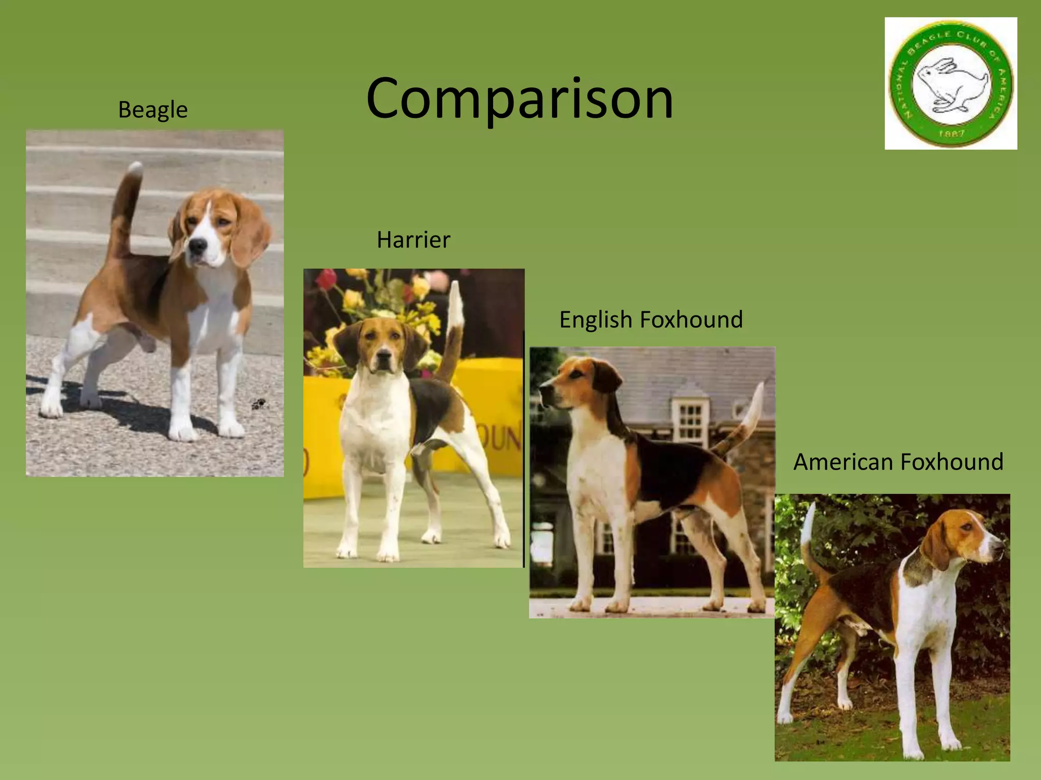 National Beagle Club Judges Education updated 2019 | PPT