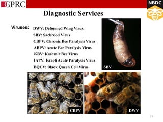 National Bee Diagnostic Centre - Regional Innovation Network ...