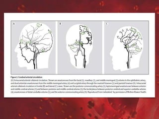 Collateral Blood Flow Dynamics in Stroke | PPT