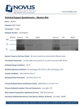 western-blot_questionnaire | PDF
