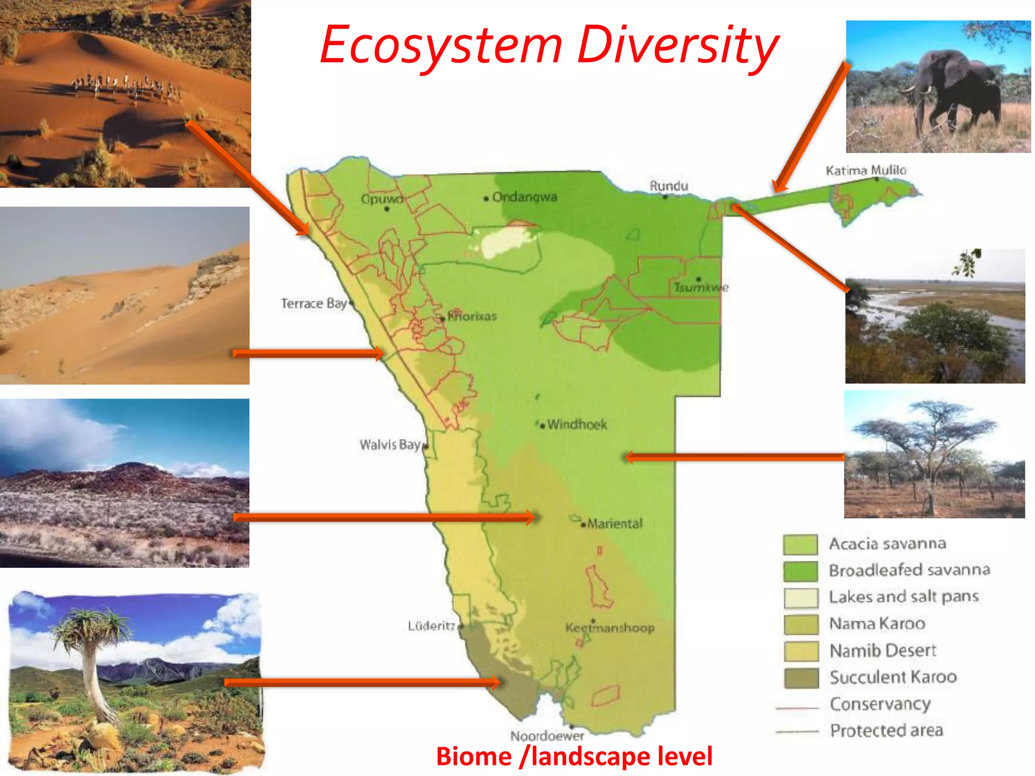 National Biodiversity Strategies & Action Plans 2.0: Lessons learned ...