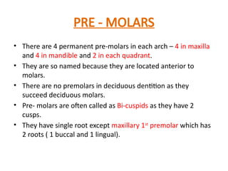 Pre molars dental anatomy ppt bds 1st year | PPTX