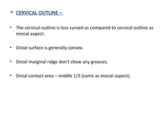 Pre molars dental anatomy ppt bds 1st year | PPTX