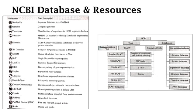 NCBI | PPT