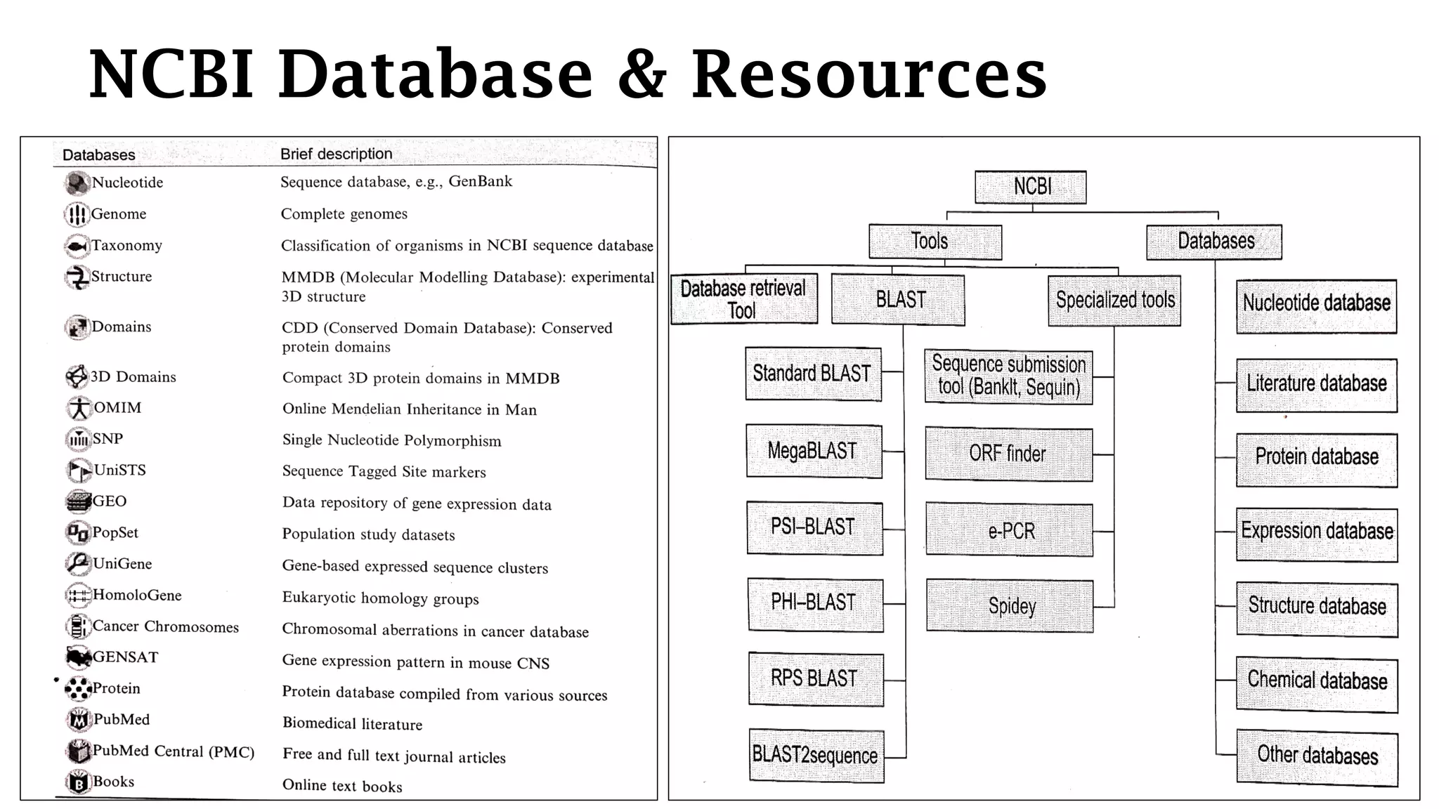 NCBI National Center for Biotechnology Information | PDF