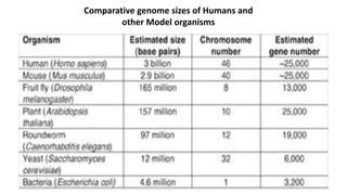 NCBI and Comparitive education genomics.pptx