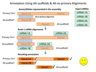 The NCBI Eukaryotic Genome Annotation Pipeline and Alternate Genomic ...