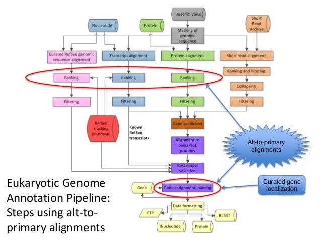The Ncbi Eukaryotic Genome Annotation Pipeline And Alternate Genomic