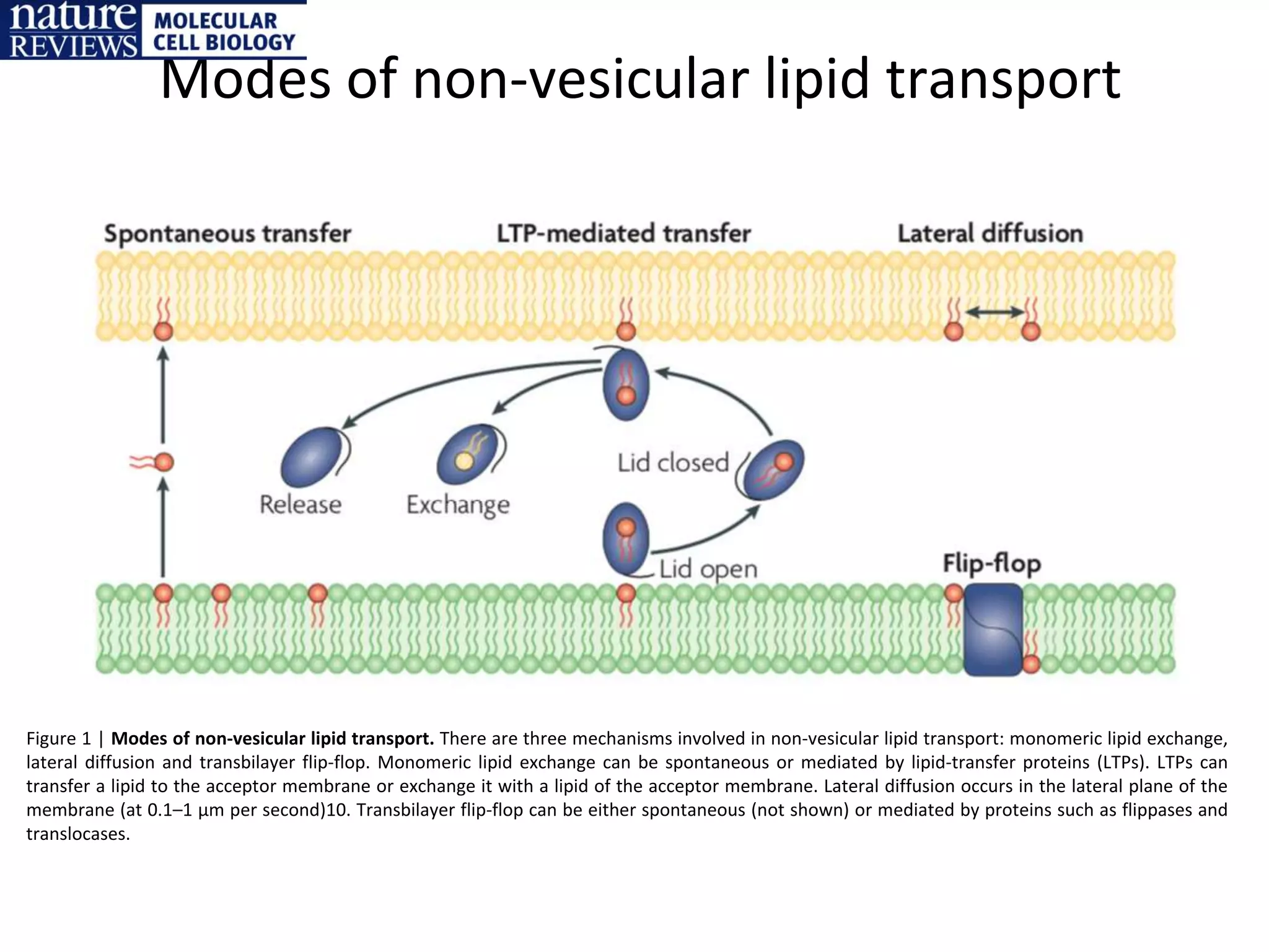 Sima Lev: Non-Vesicular Lipid Transport by Lipid-Transfer Proteins and ...