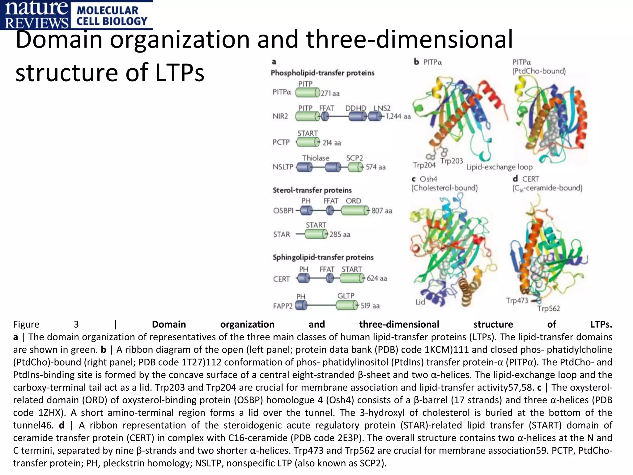 Sima Lev: Non-Vesicular Lipid Transport by Lipid-Transfer Proteins and ...