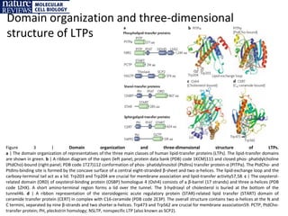 Sima Lev: Non-Vesicular Lipid Transport by Lipid-Transfer Proteins and ...