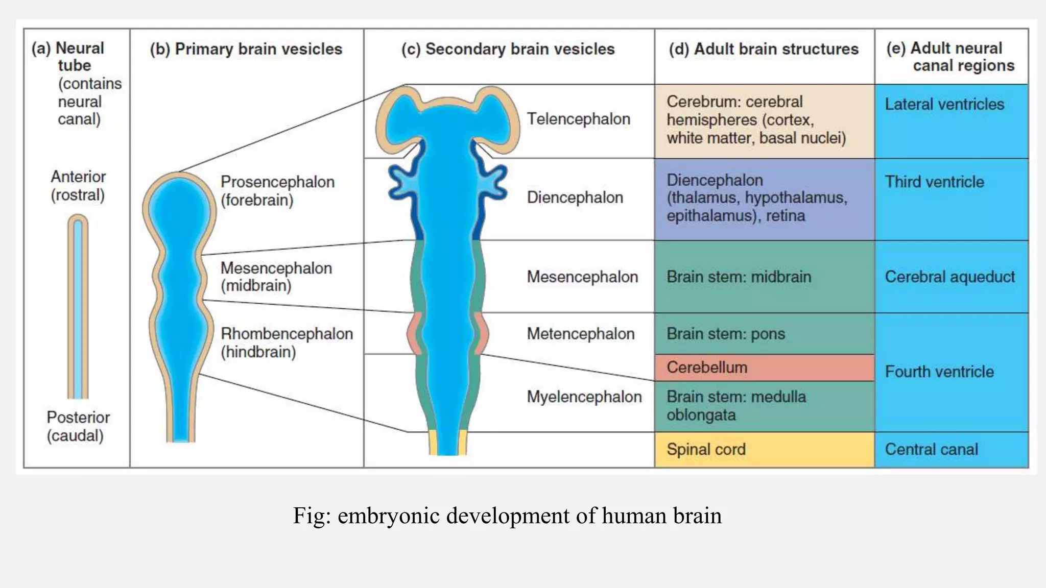 Ncct and cect brain and orbit | PPTX