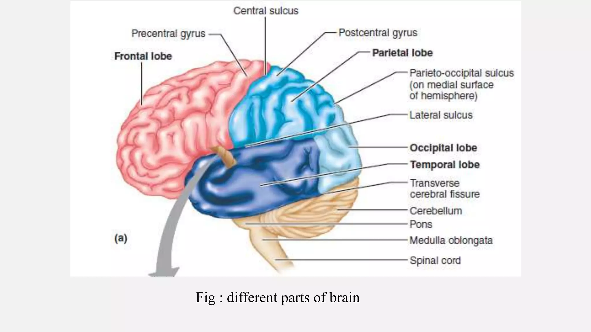 Ncct and cect brain and orbit | PPTX