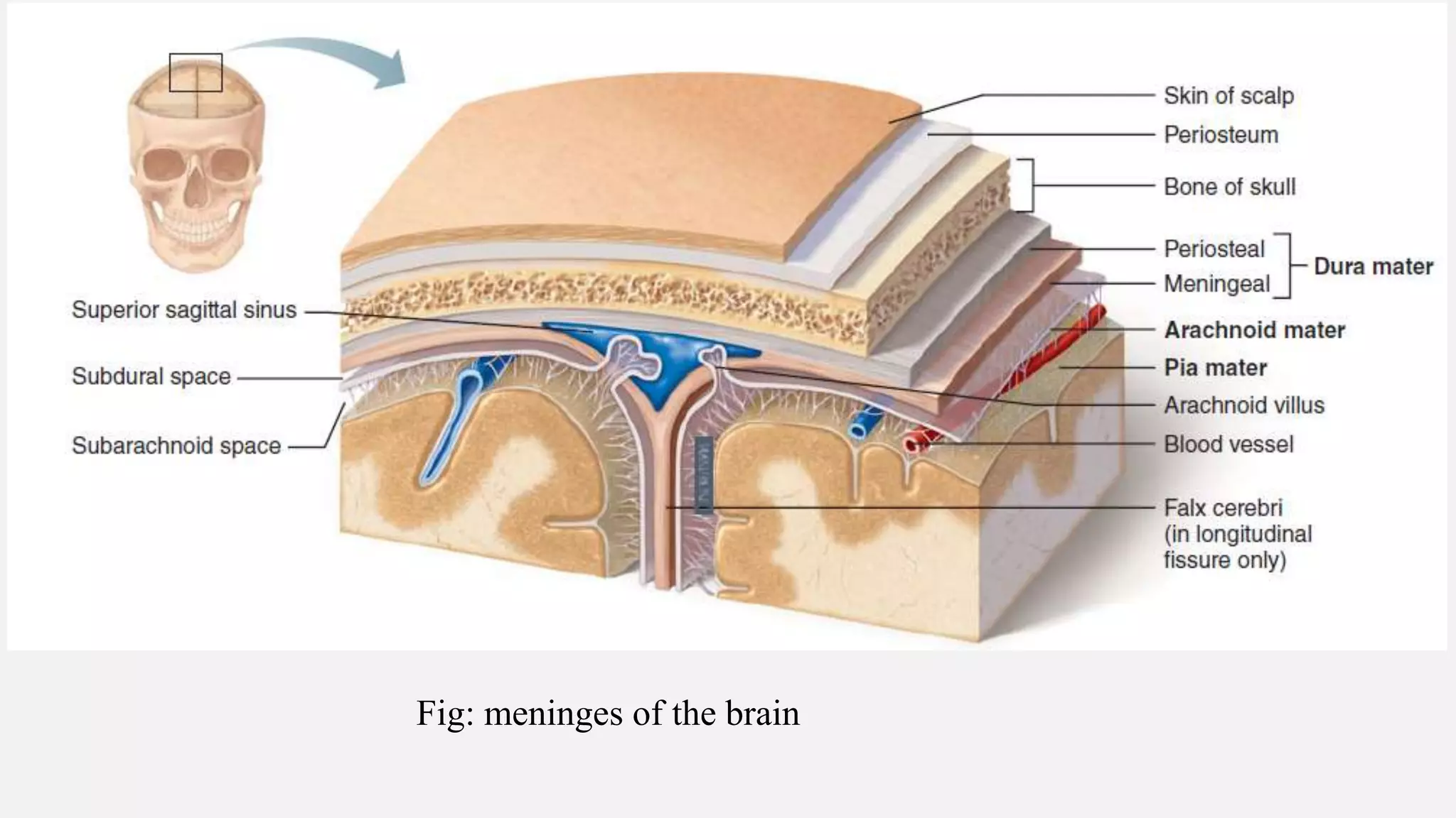Ncct And Cect Brain And Orbit Ppt