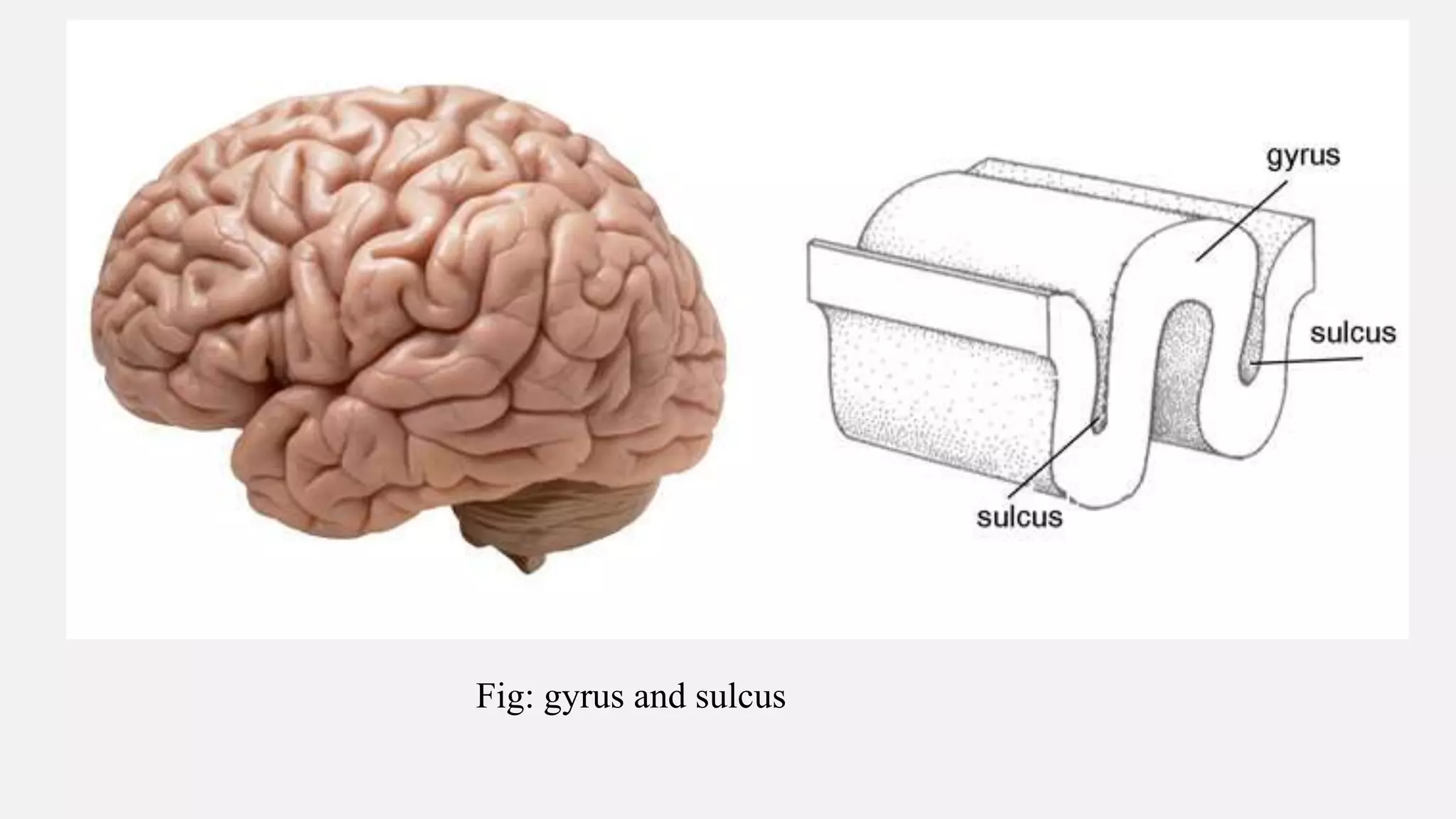 Ncct and cect brain and orbit | PPTX
